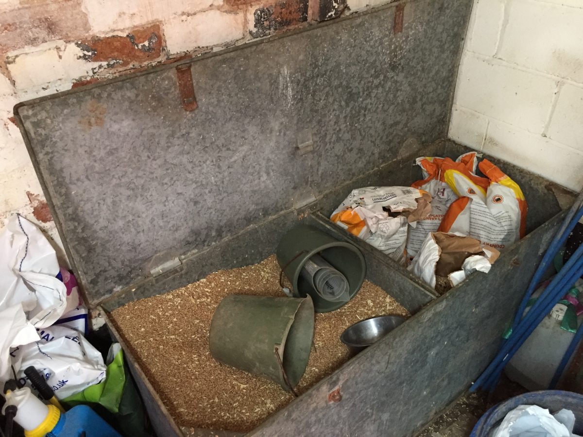 Chicken Feed Explained – When And What To Feed Your Chickens