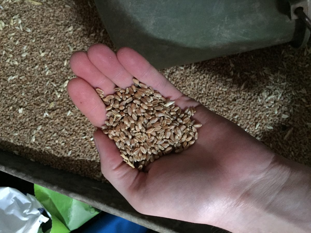 Chicken Feed Explained – When And What To Feed Your Chickens