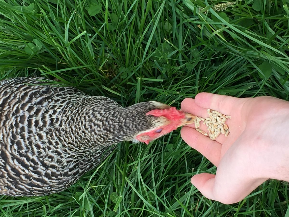 Chicken Feed Explained – When And What To Feed Your Chickens