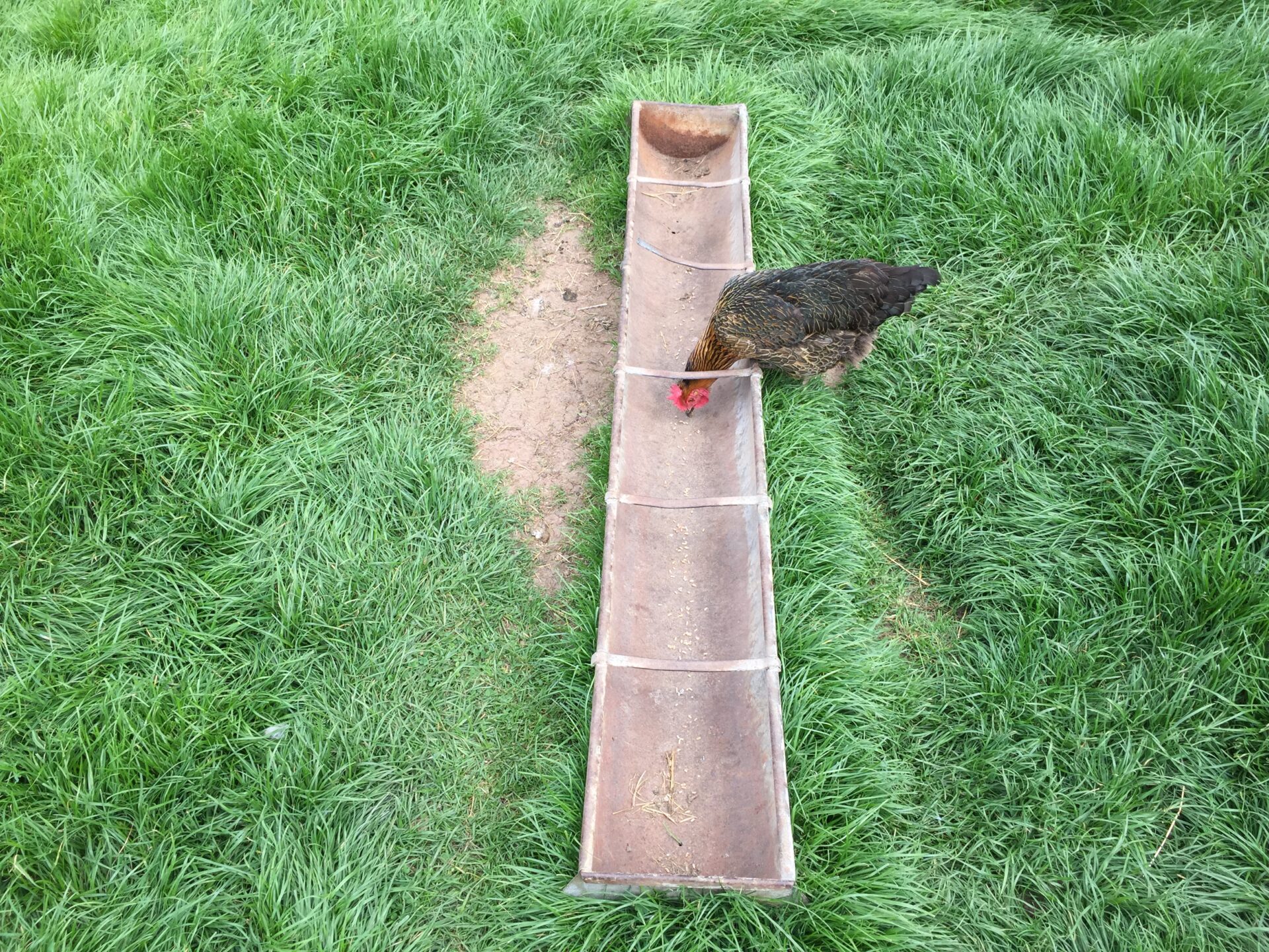 Chicken Feed Explained – When And What To Feed Your Chickens