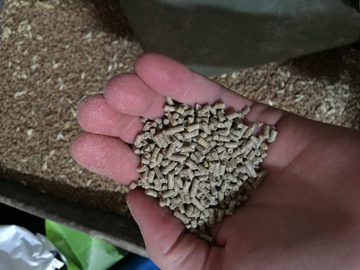 Chicken Feed Explained – When And What To Feed Your Chickens