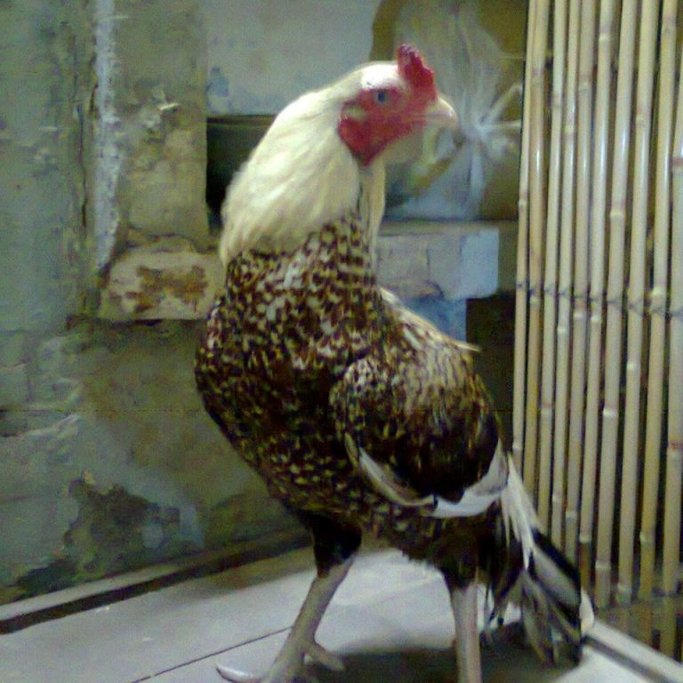Asil Chickens (Aseel)