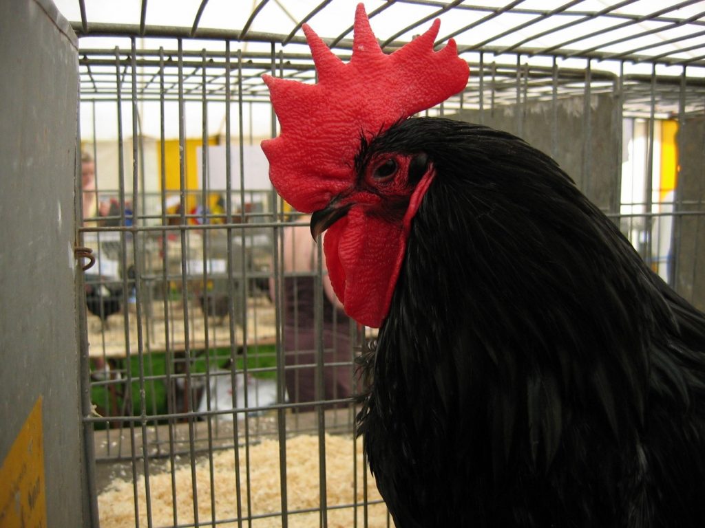 Croad Langshan Chickens