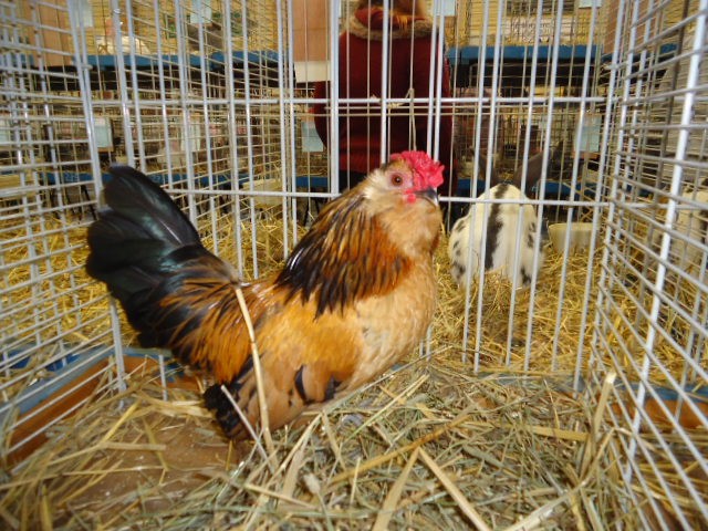 Bearded d'Anvers Chicken (Antwerp Belgian)