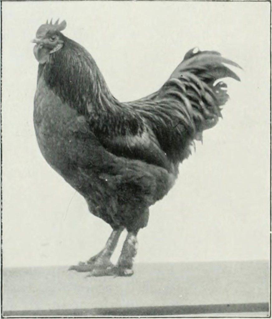 Croad Langshan Chickens