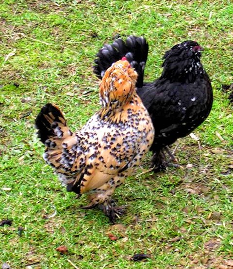 Belgian Bearded d'Uccle Chicken (Barbu D'Uccle)