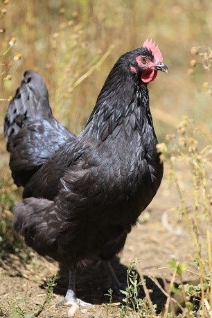 Australorp Chickens