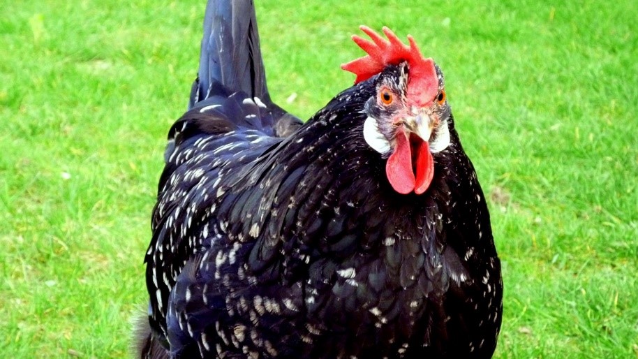 Ancona Chicken
