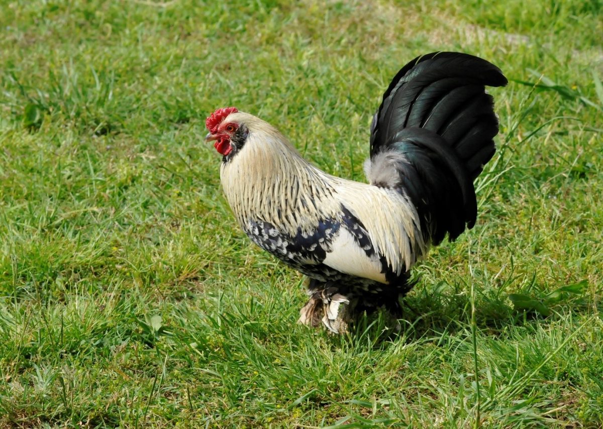 Brahma Chickens