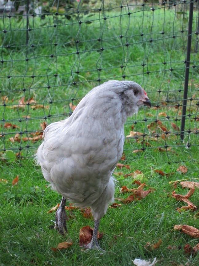 Araucana Chickens