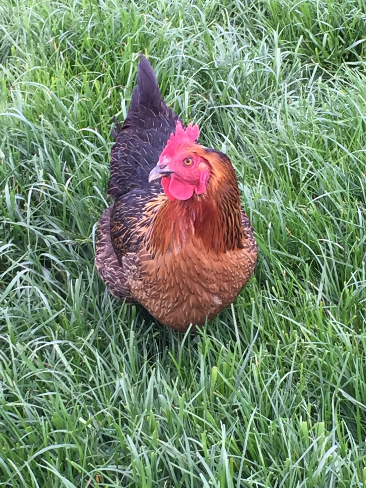 Welsummer Chickens - A Guide to Backyard Raising [from an owner]