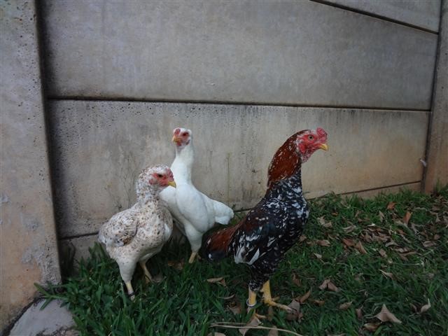 Ko Shamo Chickens - The Owners Handbook