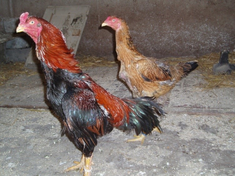 Ko Shamo Chickens - The Owners Handbook