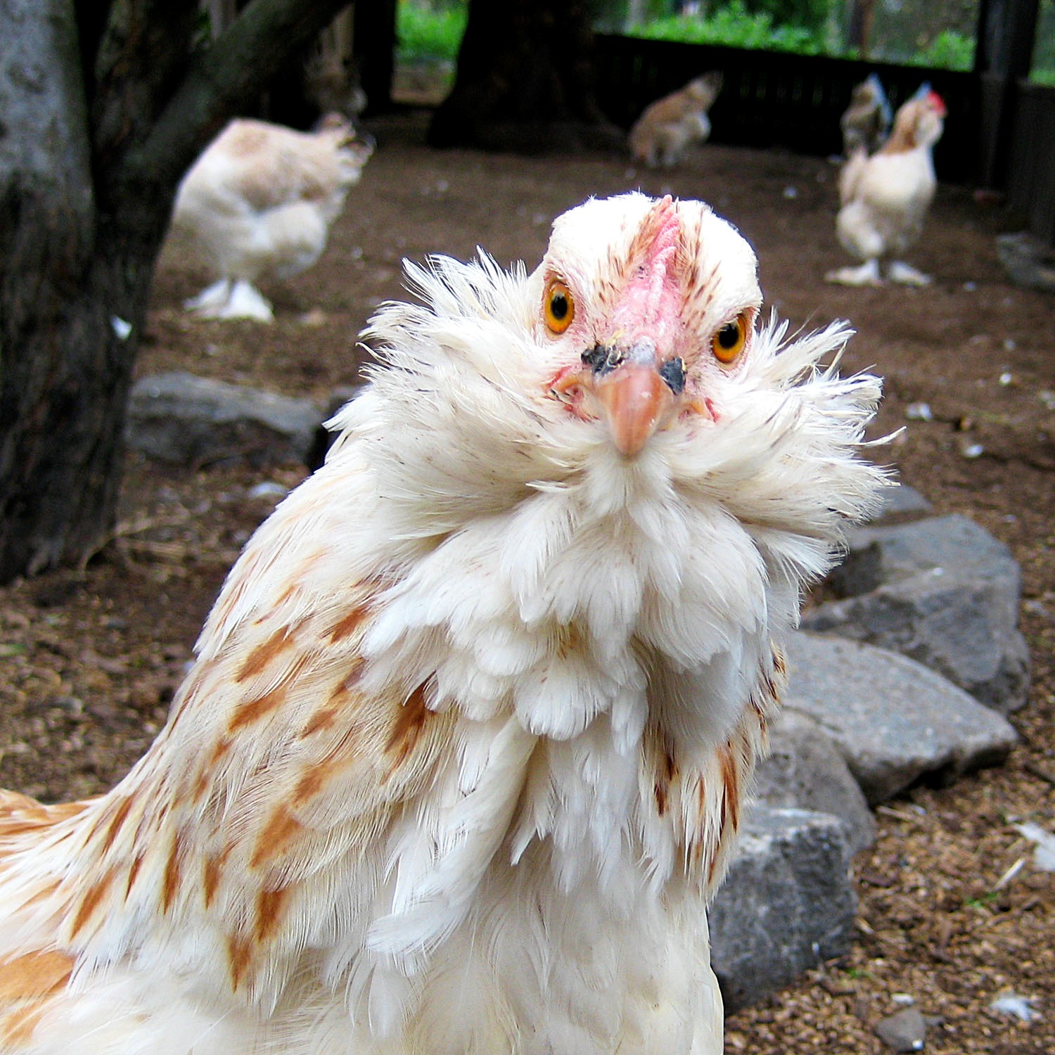Faverolle Chickens
