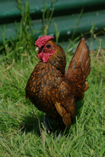 Sebright Bantams - the guide to Golden and Silver Laced Sebrights