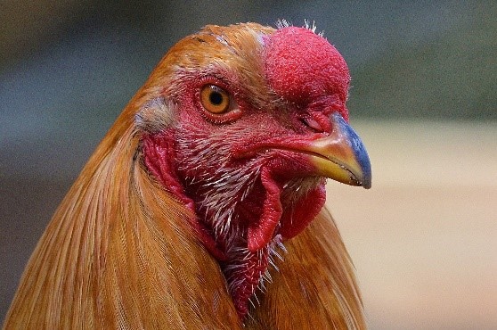 Kraienkoppe Chickens (Twentse) - {Breeders Guide}