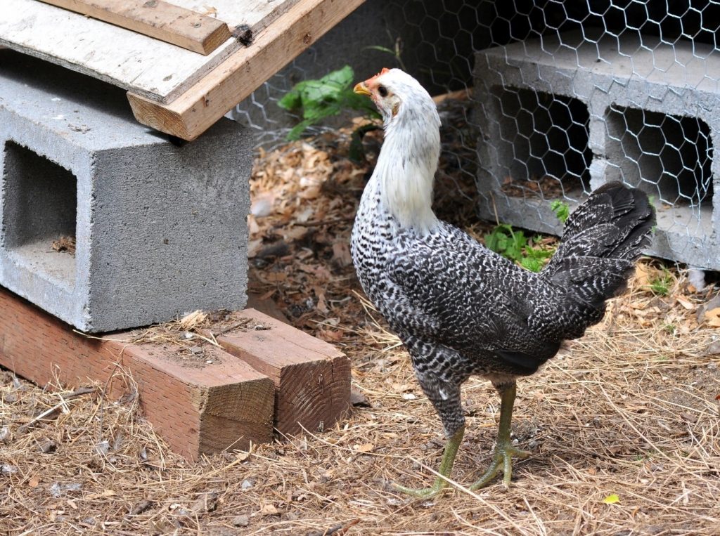 Fayoumi Chickens