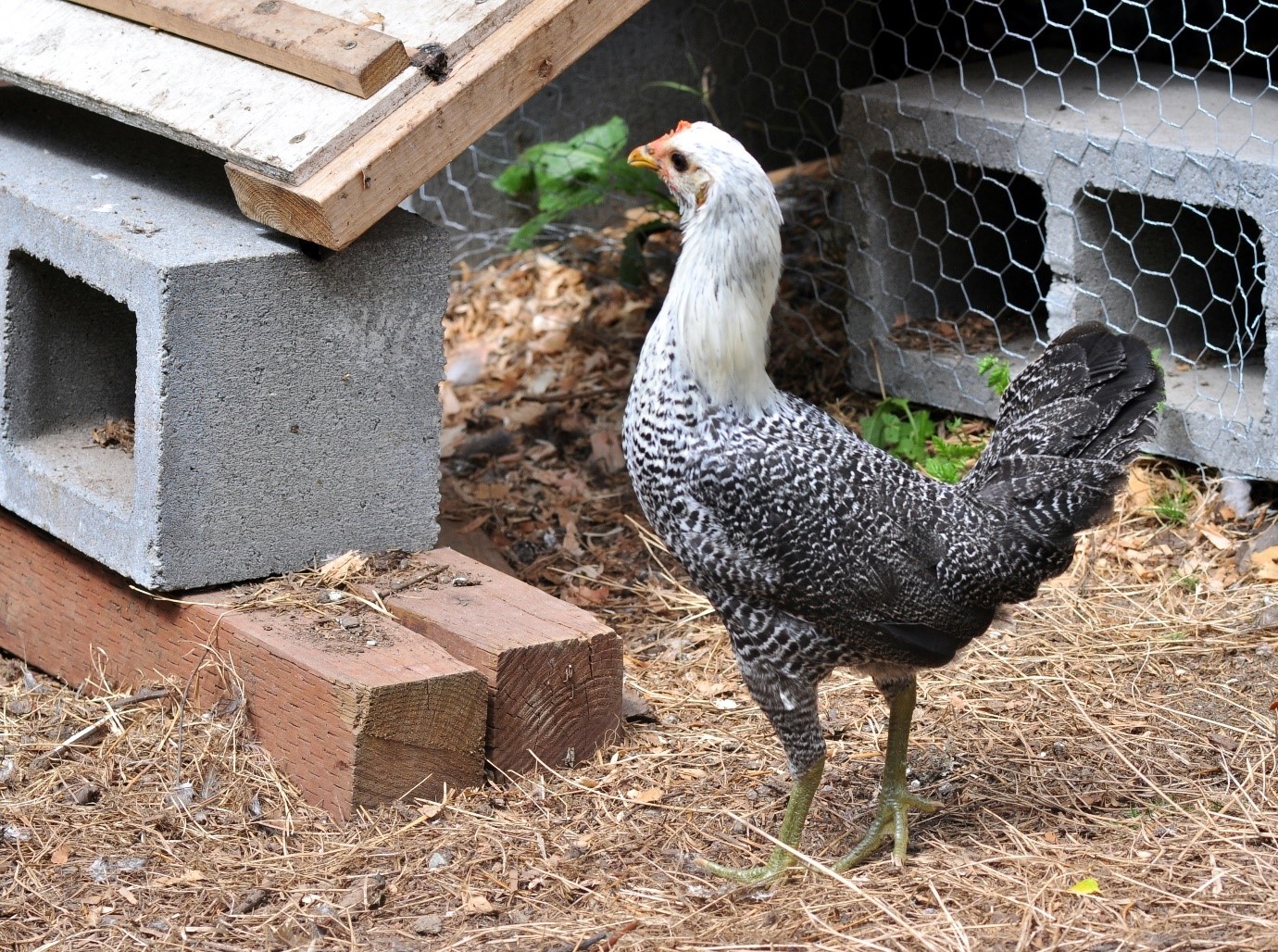 Fayoumi Chickens