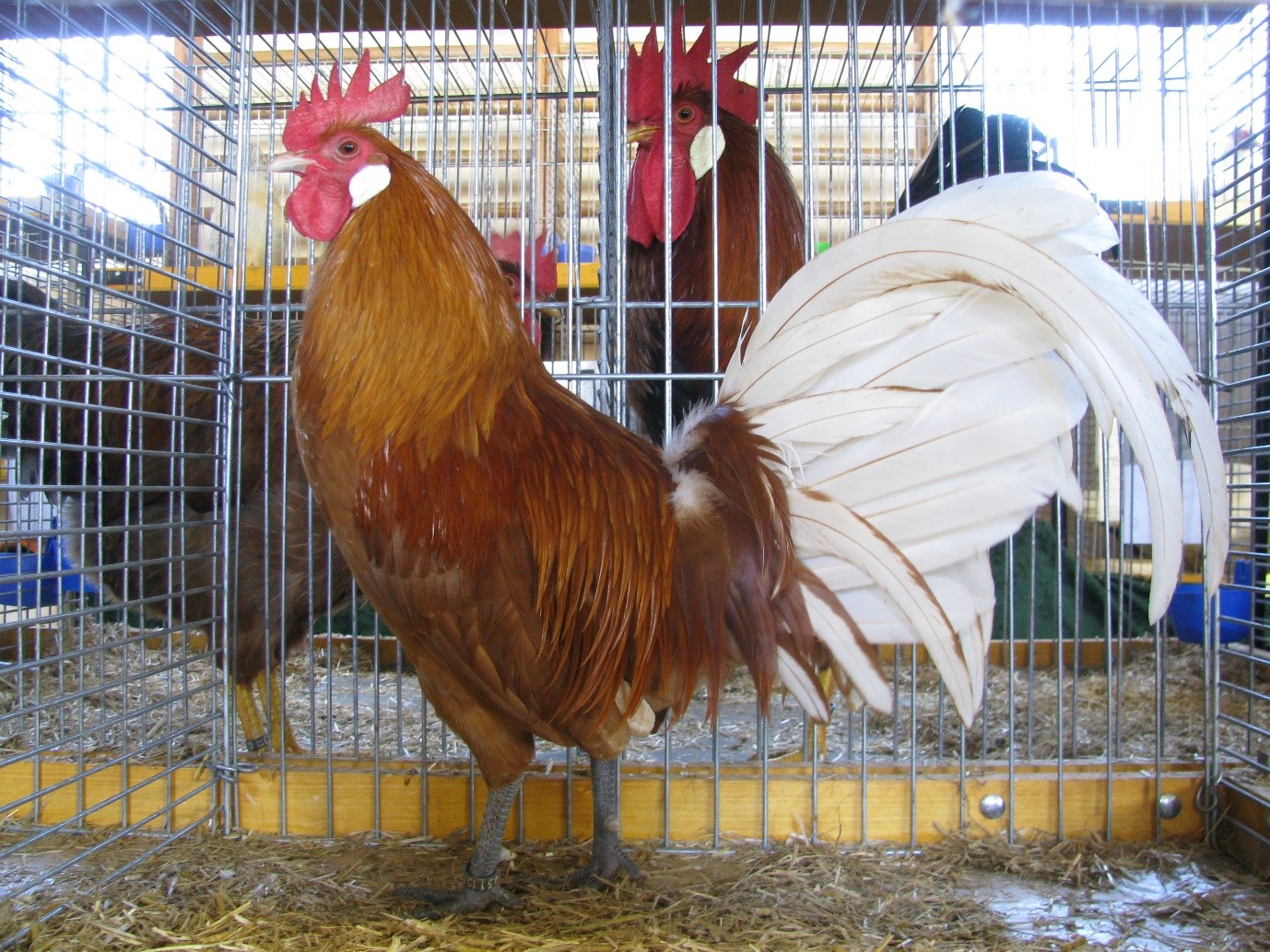Friesian Chickens