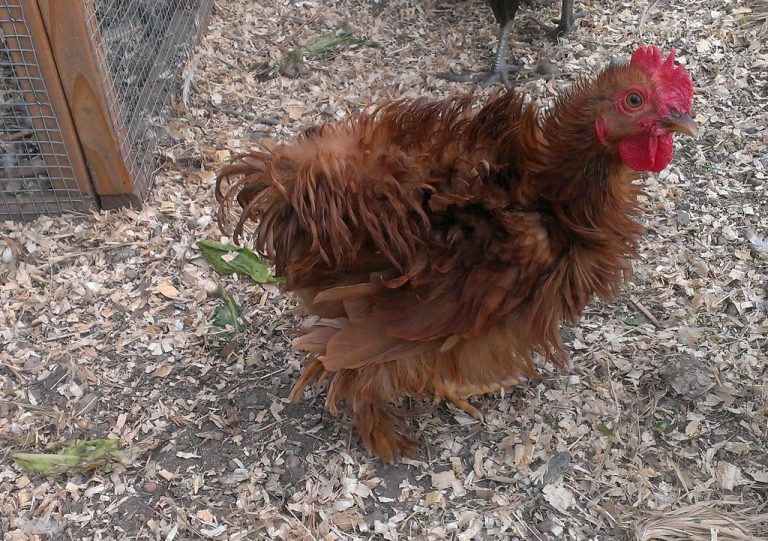 Frizzle Chickens