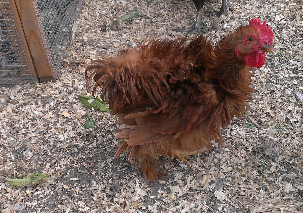 Frizzle Chickens