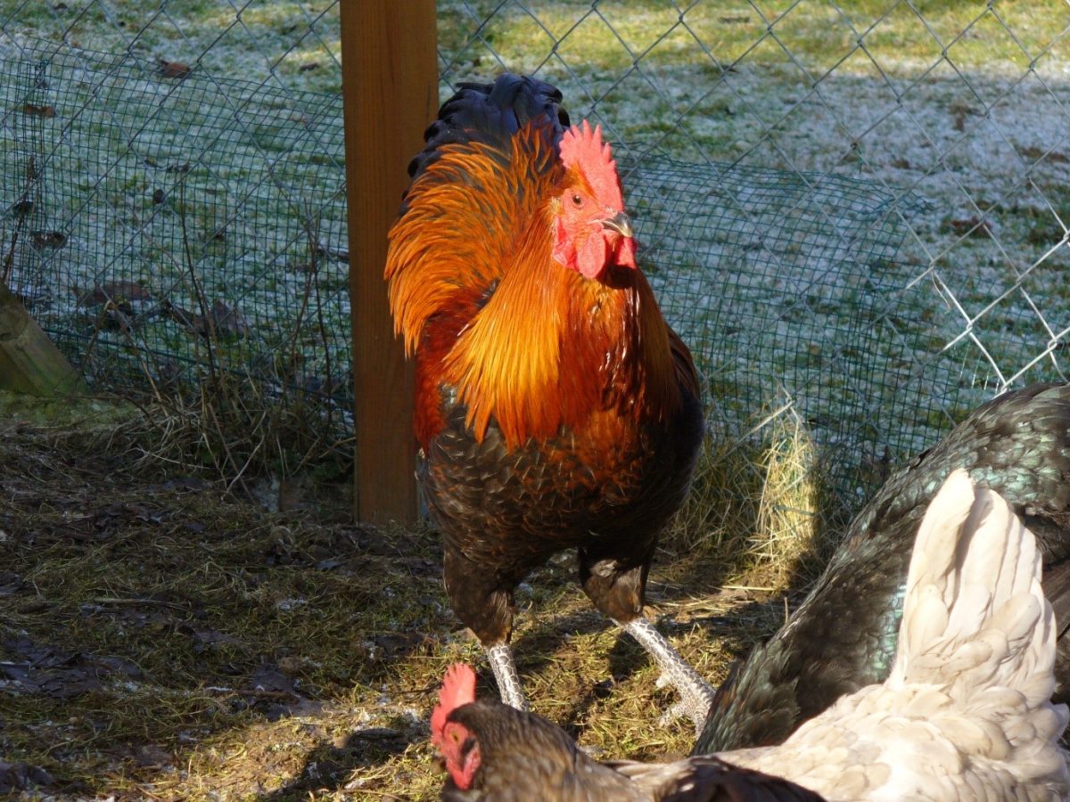 German Langshan Chickens