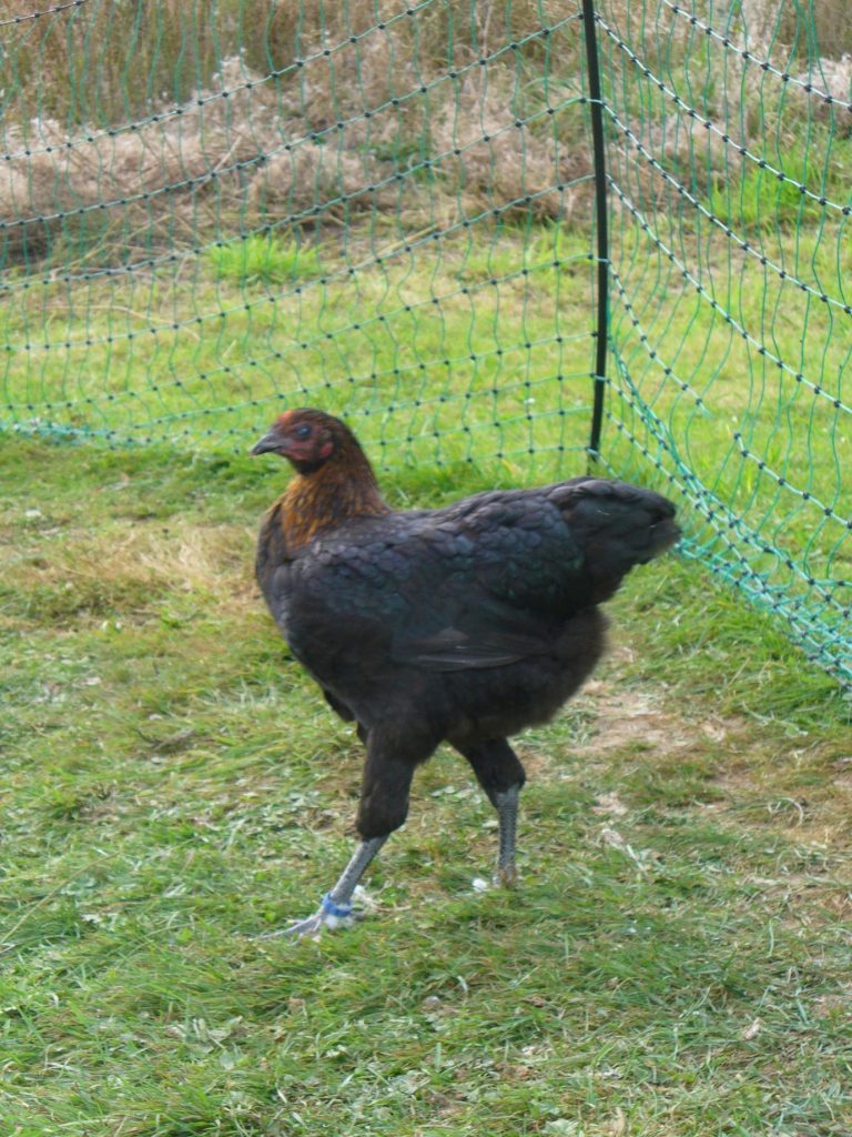 German Langshan Chickens