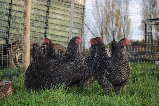 Maran Chickens [Cukoo Maran] F.A.Q'S Answered