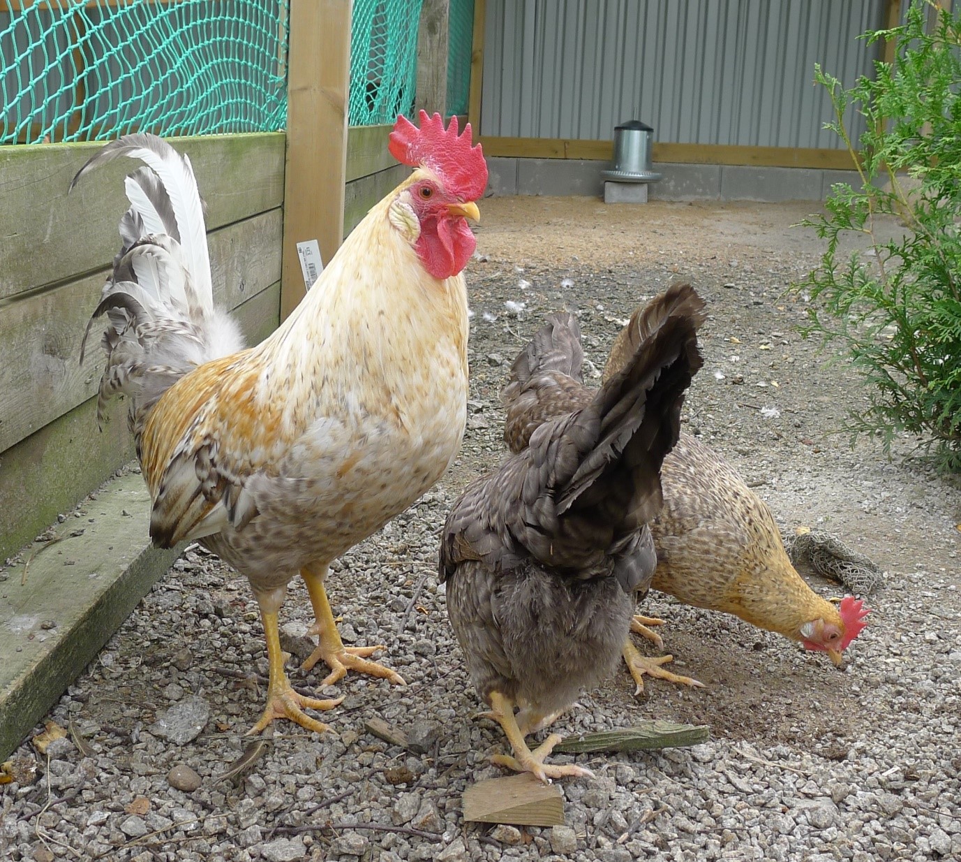Norwegian Jærhøne Chicken