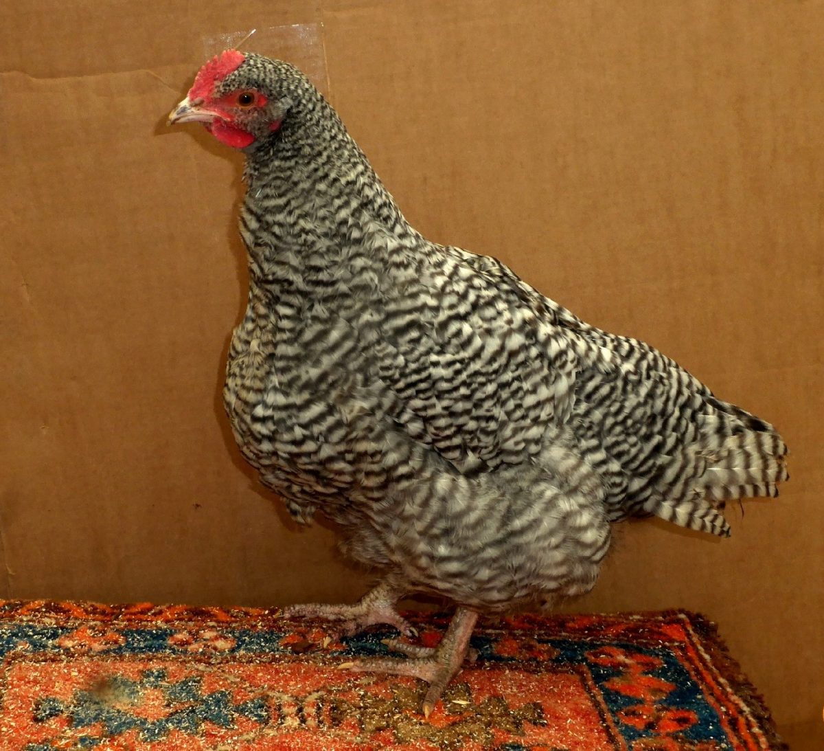 North Holland Blue Chickens