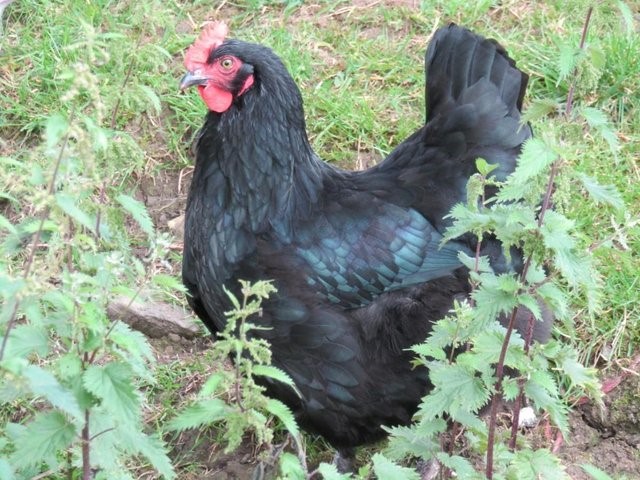 Maran Chickens [Cukoo Maran] F.A.Q'S Answered