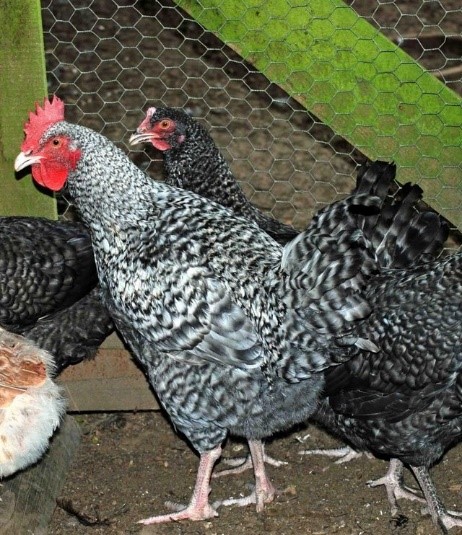 Maran Chickens [Cukoo Maran] F.A.Q'S Answered