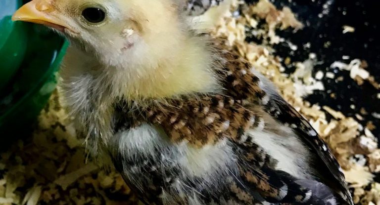 Redcap Chickens (Derbyshire Redcap)