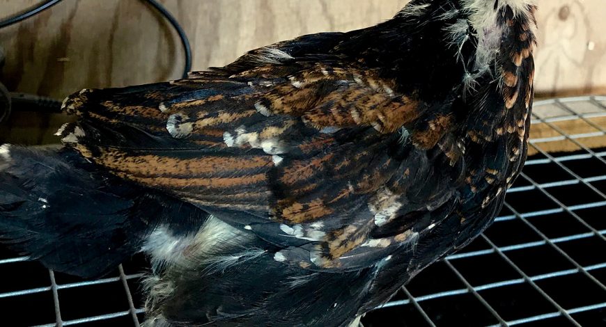 Redcap Chickens (Derbyshire Redcap)