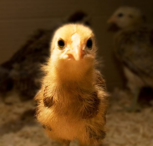 Redcap Chickens (Derbyshire Redcap)