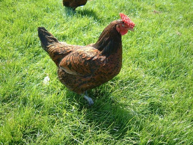 Redcap Chickens (Derbyshire Redcap)