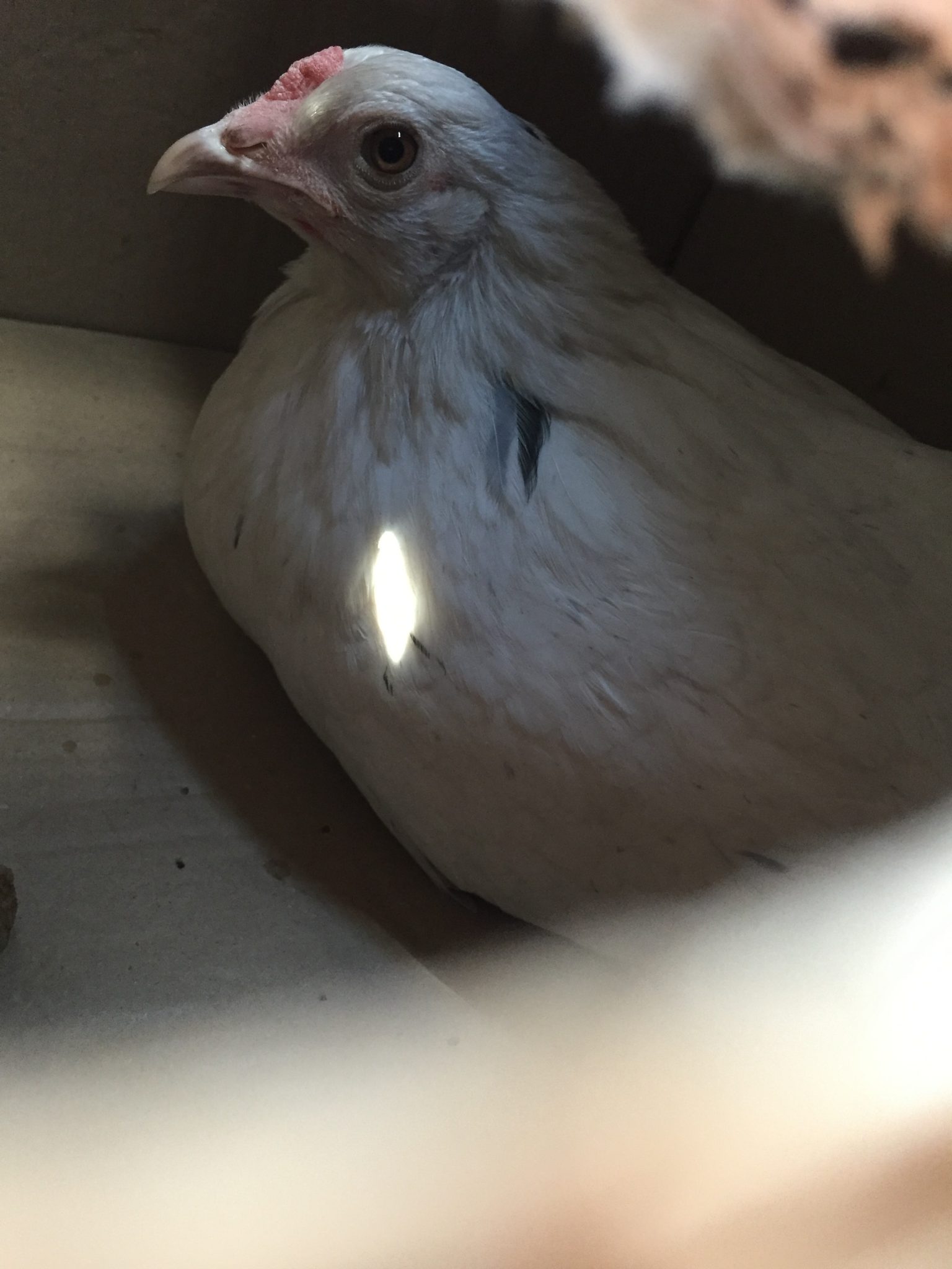 Straight Run Chickens..? - Explained in FULL with Examples