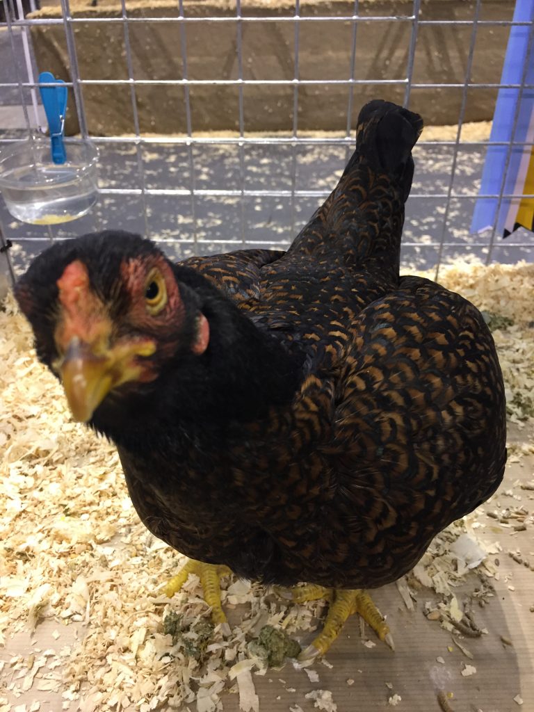Indian Game Chickens (Cornish)