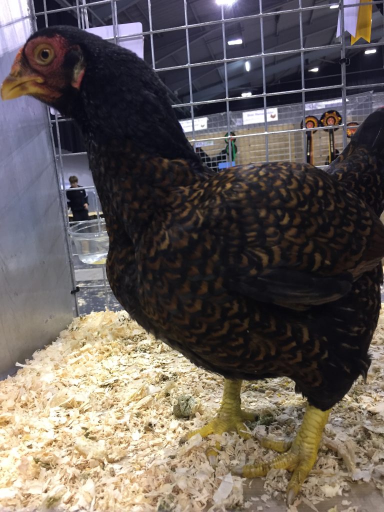 Indian Game Chickens (Cornish)