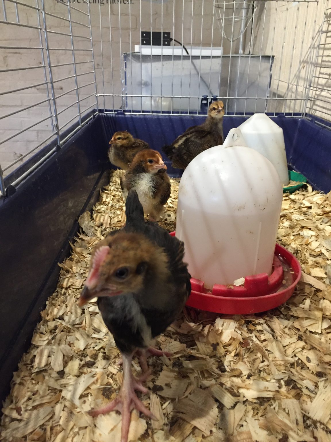 Straight Run Chickens..? - Explained in FULL with Examples