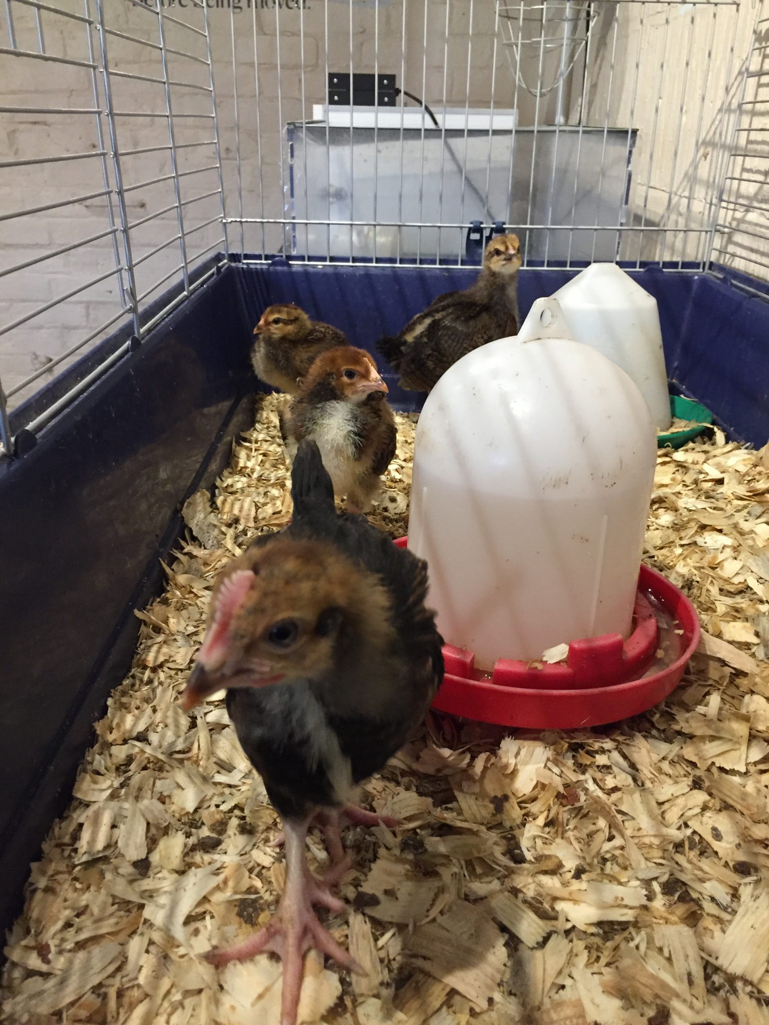 Straight Run Chickens..? - Explained in FULL with Examples