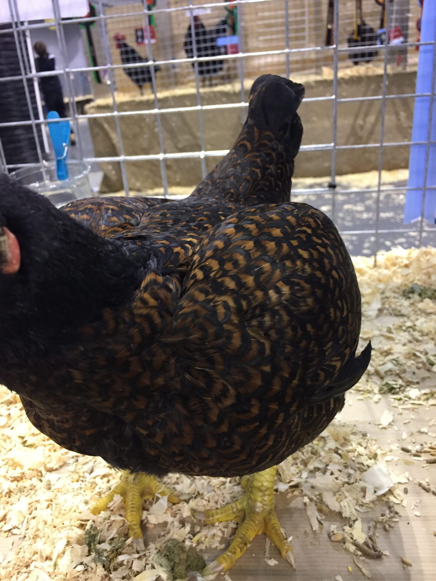 Indian Game Chickens (Cornish)