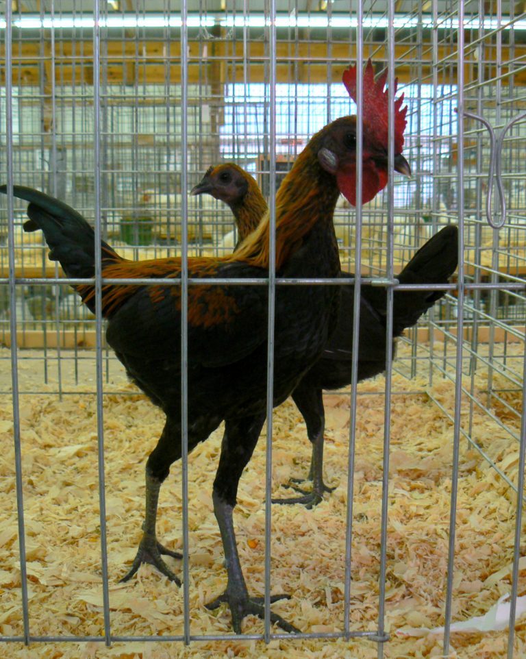 Modern Game Chickens - Standard & Bantam Breed Profile