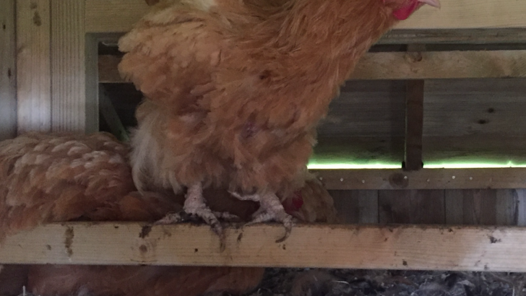 Scaly Leg Mites in Chickens - 'How to Identify & Treat' with Photos