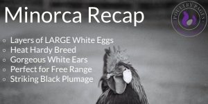 Black Minorca Chicken [Breed Profile, Eggs & How to Raise Minorcas]