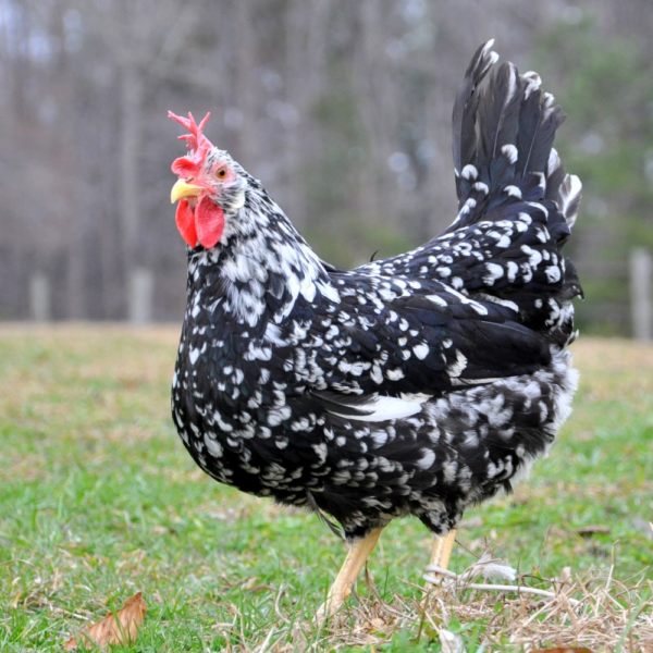 The Ancona Chicken Breed. Hens, Roosters, Chicks & Eggs