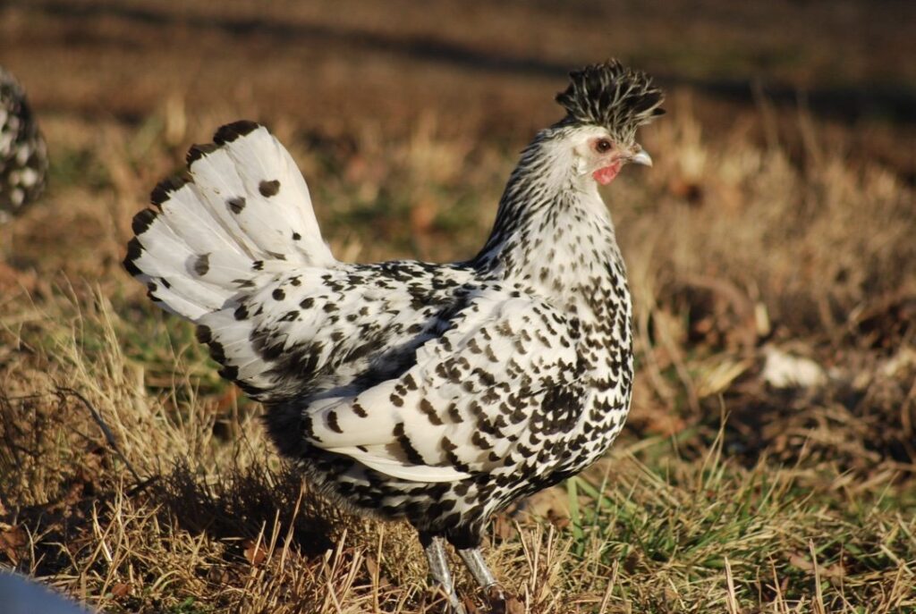 Appenzeller Spitzhauben Chickens, Discover Their Beauty