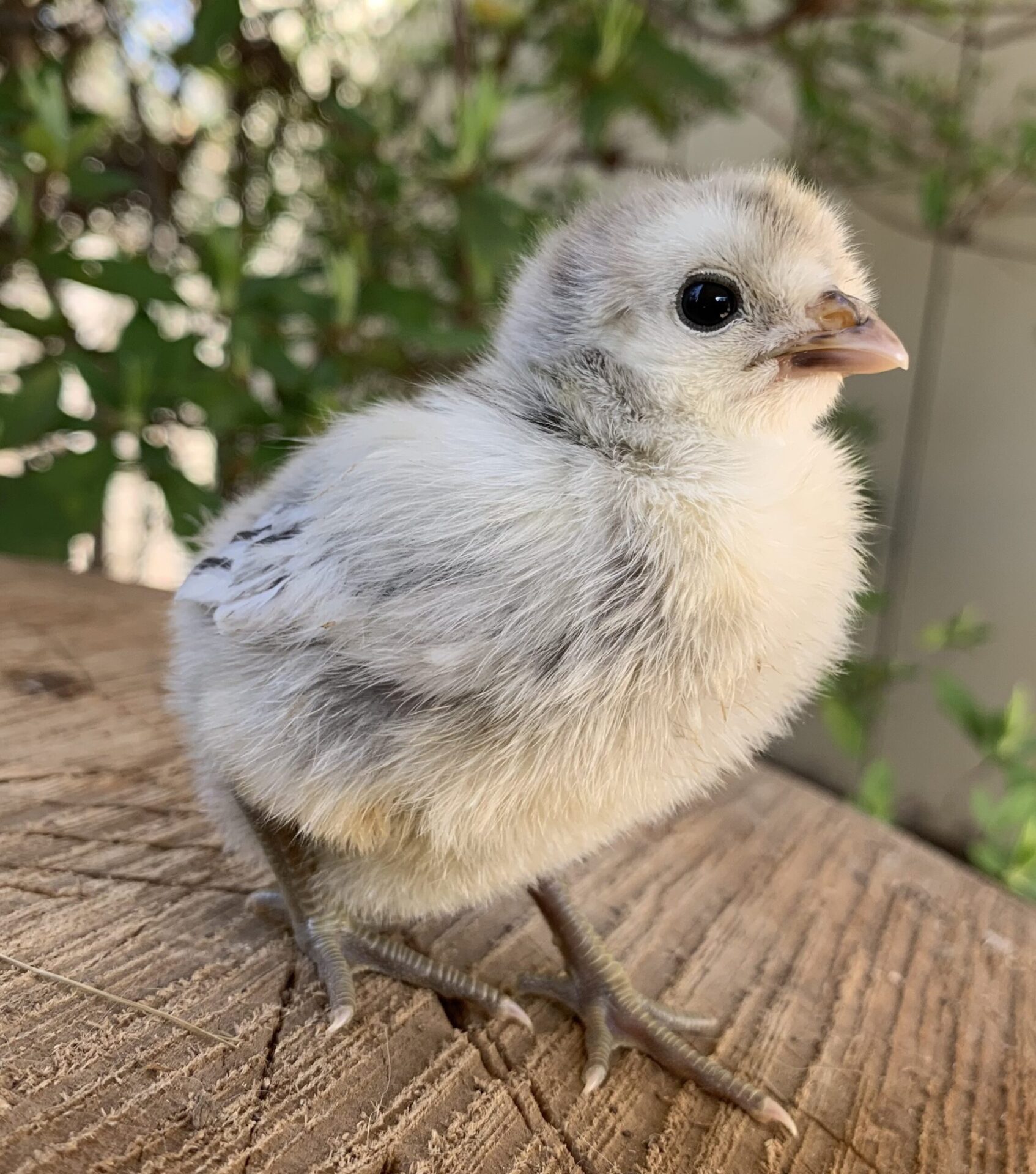 Appenzeller Spitzhauben Chickens, Discover Their Beauty