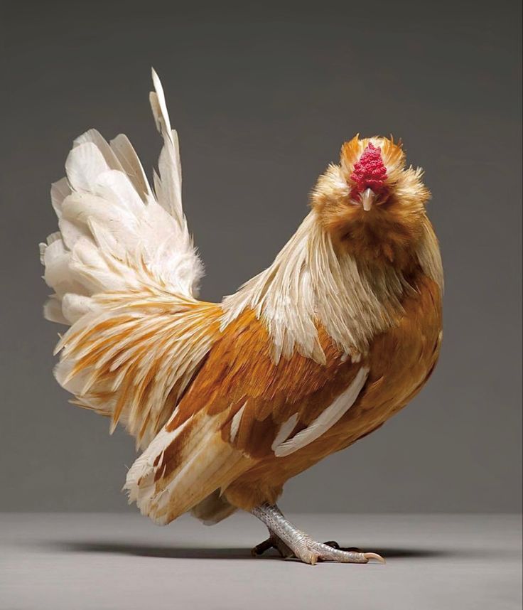 All You Need to Know About Barbu de Watermael Chickens