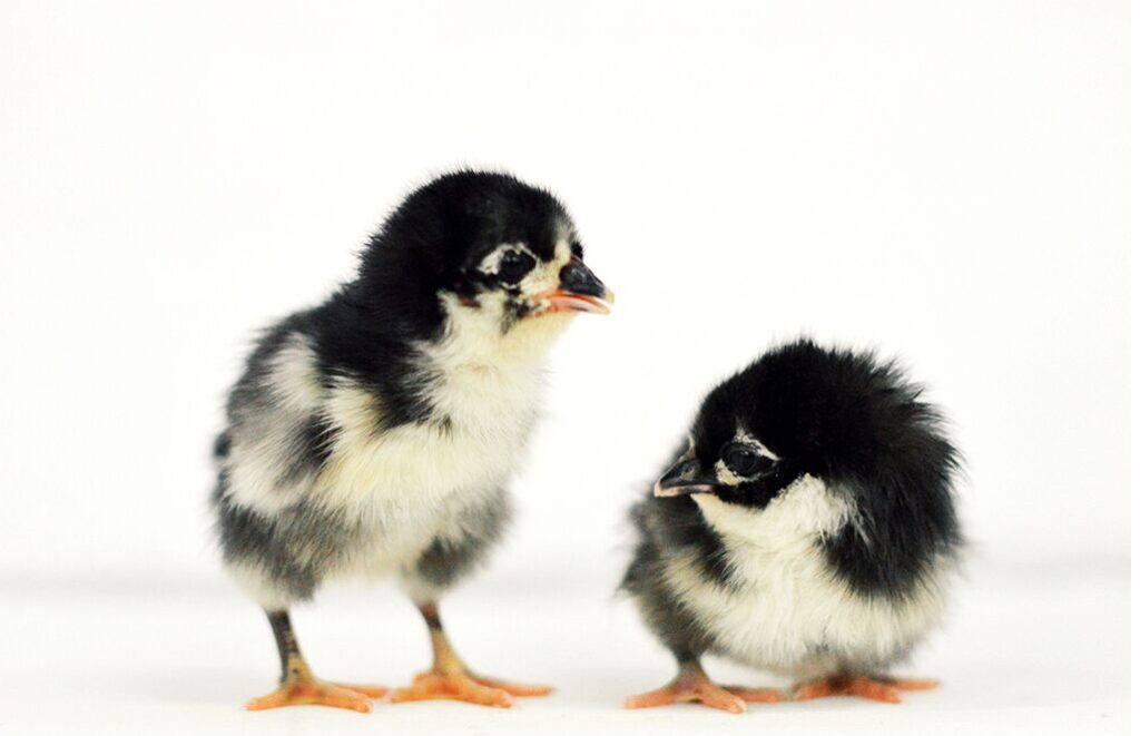 Australorp Chickens: Great Egg-Layers with a Gentle Demeanor